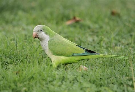 Premium Photo Close Up Side View Of A Parrot On Grass