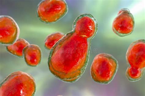 Pathogenic Yeast Fungus Cryptococcus Neoformans Stock Illustration