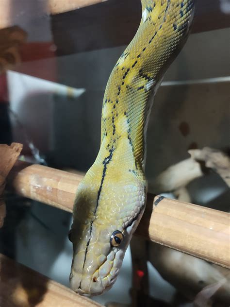 Mystery Retics Reticulated Pythons Morphmarket Reptile Community