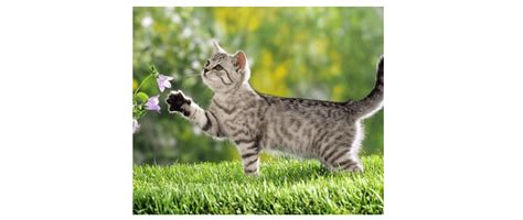 Hướng Dẫn Sử Dụng Background Image Tailwind React Với Tailwindcss