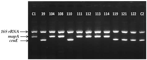 Foods Free Full Text Prevalence Of Campylobacter Spp Salmonella Spp And Listeria