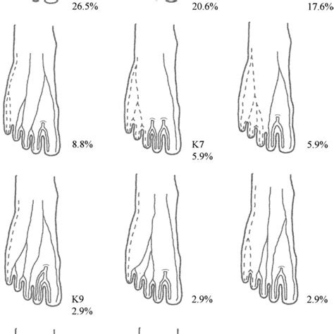 The Dorsal Toe Innervation As Identified In Our Specimens The Toes Are Download Scientific