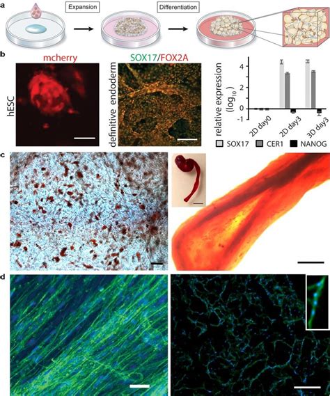 Differentiation Of Cells In 3d Silk A After Initial Expansion Of Stem