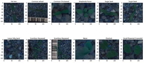 Github Kaiyungtanplant Seedlings Classification