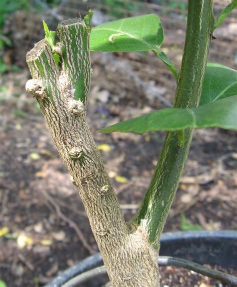 Graft Zones And Root Stock Suckers General Fruit Growing Growing Fruit