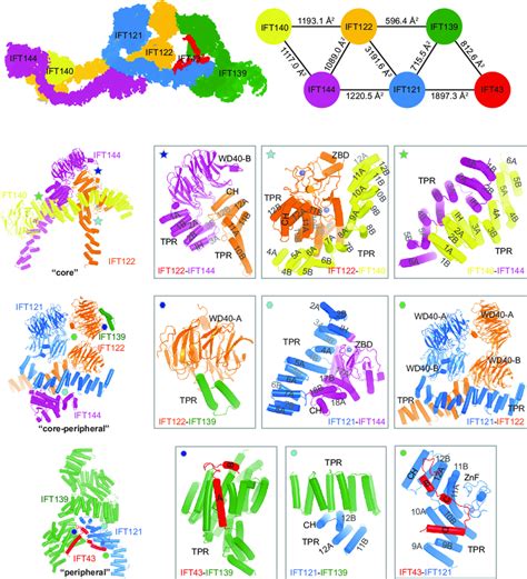 Inter Subunit Interactions Within Ift A A An Overview Of Inter Subunit