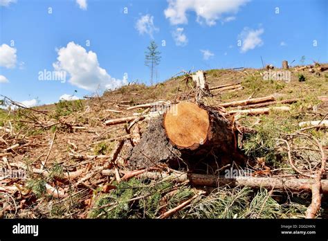 Deforestation Forest And Illegal Logging Cutting Trees Stacks Of Cut