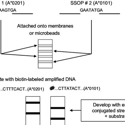 5 Principle Of Sbt Hla Genetic Regions Are Amplifi Ed By Pcr Using Download Scientific Diagram