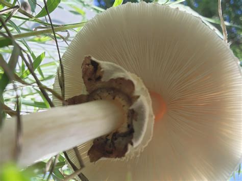 What Are These Guys They Always Pop Up After A Good Rain Central Tx