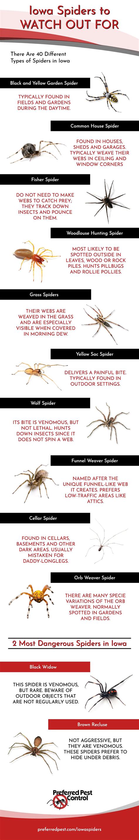 Missouri Spiders Identification Chart