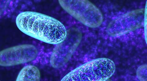 Do Bacteria Have Mitochondria