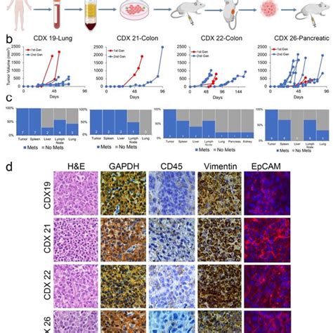 Four Patient Derived CDX Models Were Established Following A Period Of Download Scientific