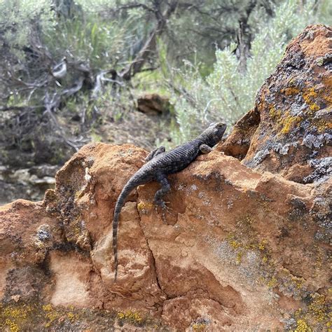 Help With Lizard Id Rlizards Help With Lizard Id Rlizards