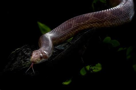 Premium Photo Close Up Of Python Snake On Leaf At Night