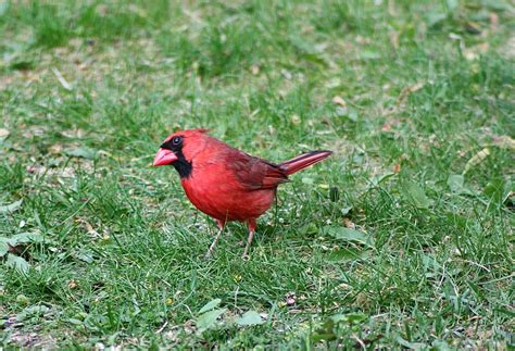 Northern Cardinal Free Photo Download Freeimages