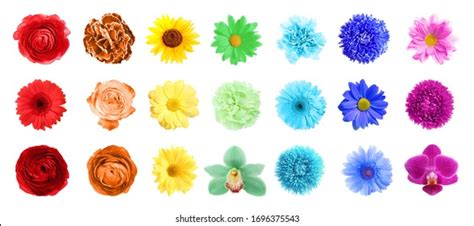 Different Color Flowers