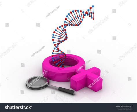 D Rendering Dna Search Analysis Female Stock Illustration Shutterstock