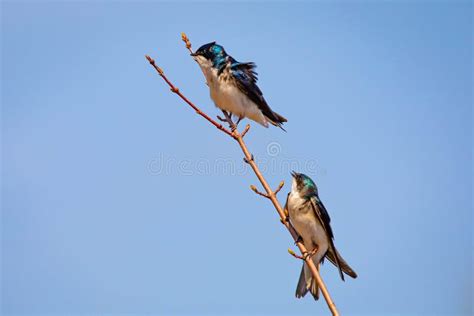 Cute Tree Swallow Birds Couple Mating Close Up Portrait In Spring Stock Image Image Of Feather