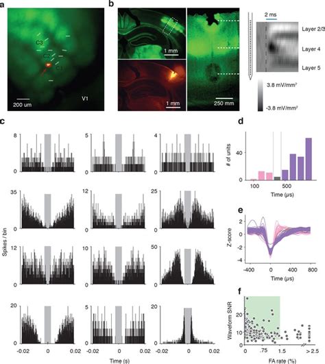 Figures And Data In Neural Coding In Barrel Cortex During Whisker Guided Locomotion Elife