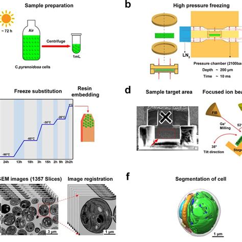 Morphological Structural Analysis On Nucleus Of C Pyrenoidosa Cells In Download Scientific