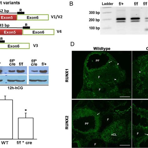 Assessment Of Specific Luteal Gene Expression In Ovaries Of Wild Type