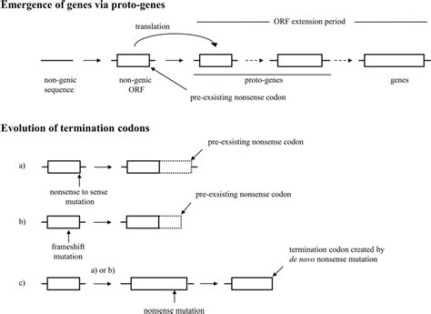 Evolutionary Origin Of The Termination Codons Of Protein Coding Genes