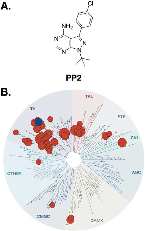 figure 1 from development of a highly selective c src kinase inhibitor