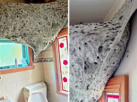 Australias Largest Wasp Nest Found In Melbourne Home Au — Australias Leading News