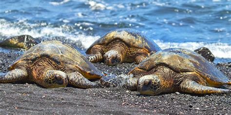 Thousands Of Sea Turtles Rescued From Freezing Waters As Cold Weather