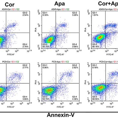 The Proliferation Inhibitory Effect Of Cordycepin Apatinib And Their Download Scientific