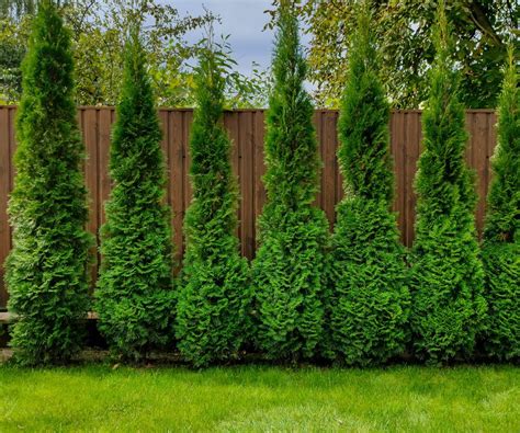 Columnar Trees For Landscaping 10 Ornamental Trees That Are Safe To