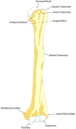 Deltoid Tuberosity Definition Location Anatomy Function And Images