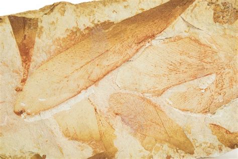 6 3 Fossil Seed Fern Glossopteris Plate Australia 321006 For