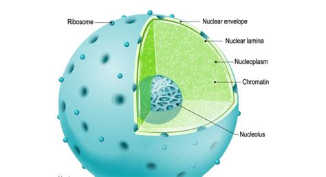Nucleus Definition Structure Characteristics And Functions Class