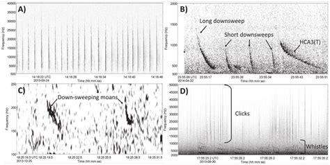 A Spectrogram Of Sperm Whale Clicks Recorded At Station Bb4 On 24 Download Scientific Diagram