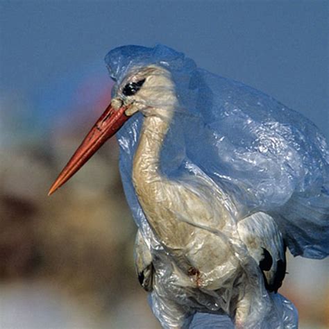 Reportajes Y Fotografías De Contaminación Por Plástico En National