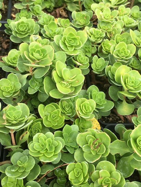 Delphinium Exaltatum Tall Larkspur — The Natural Garden Inc Delphinium Exaltatum Tall Larkspur — The Natural Garden Inc