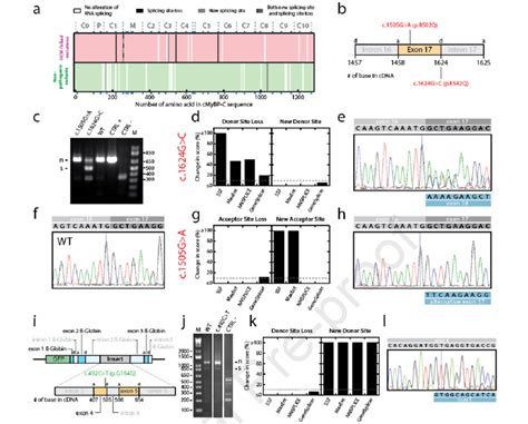 Experimental Characterization Of Rna Splicing Alterations Induced By Download Scientific