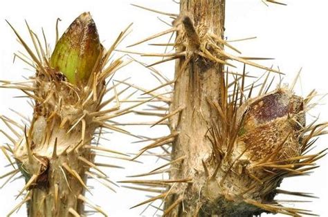 Spines Prickles And Thorns Wnps Blog Botanical Rambles