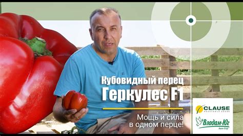 🌶️🌶️ Геркулес F1 - Мощь и сила в одном перце! | Обзор перца в поле ...