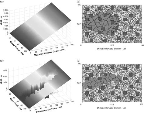 Figure 1 From A Cell Based Model Exhibiting Branching And Anastomosis