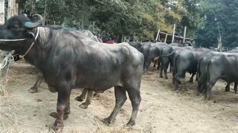 গাজীপুর জেলার আমরাইদ বাজারে গরুর মহিষের হাট Youtube
