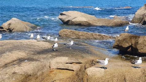 고양이가 좋아하는 영상 바다 갈매기 물고기 심심한 고양이에게 틀어주세요 Youtube