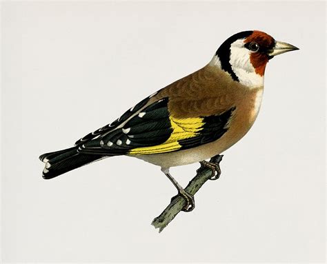 Whinchat Pratincola Rubetra Illustrated Von Premium Psd Rawpixel