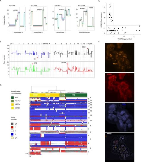 Figures And Data In Novel Insights Into Breast Cancer Copy Number