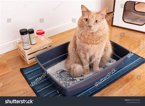36 Cat Uti Images Stock Photos Vectors Shutterstock