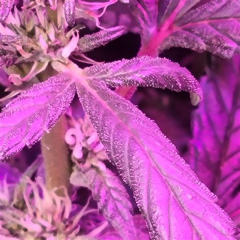 Nitrogen Toxicity Help R Growbuddy