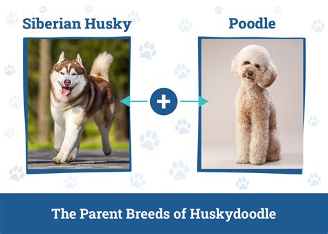Huskydoodle Husky And Poodle Mix Info Pictures Care Guide And More