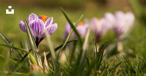 무성한 녹색 들판 위에 앉아 있는 보라색 꽃 무리 사진 Unsplash의 무료 크로커스 이미지