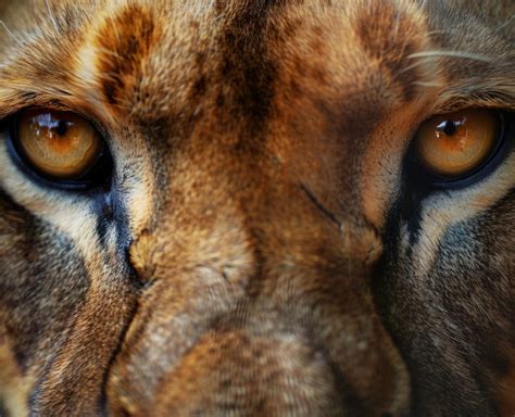 Lion Eyes Close Up Premium Ai Generated Image